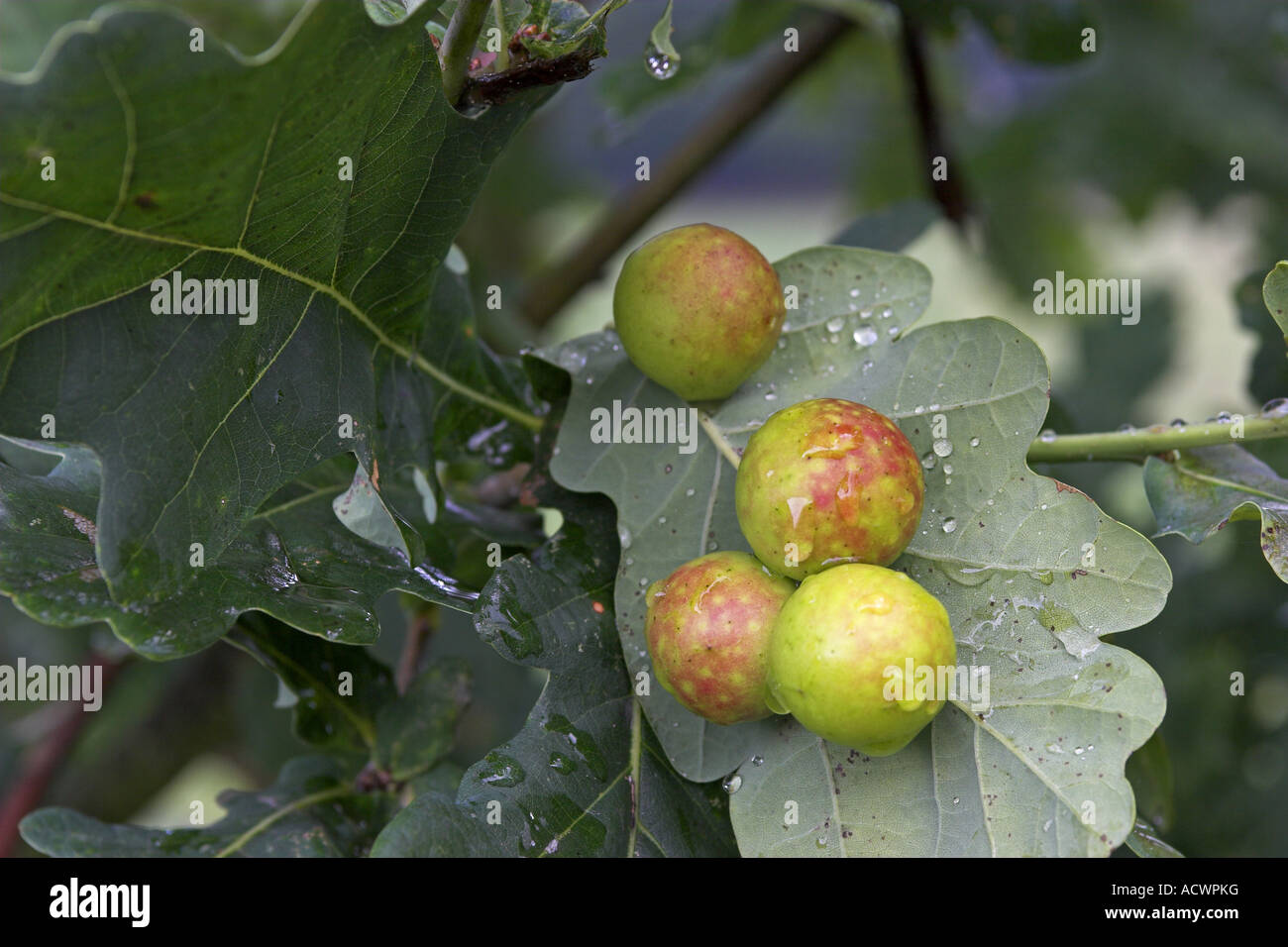 common oak gallwasp, oak leaf cherry-gall cynipid ( cherry gall ...