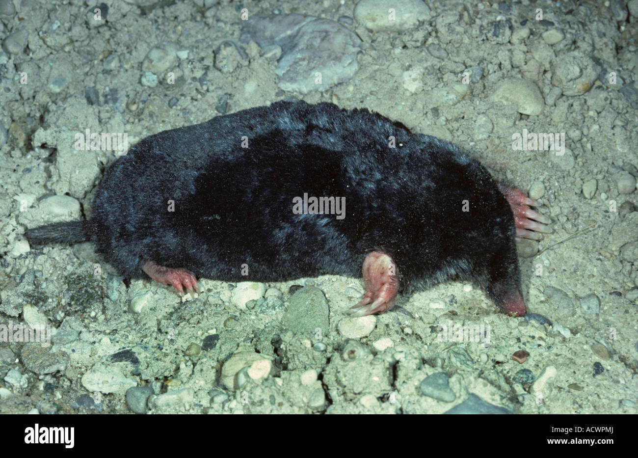 European mole (Talpa europaea), lying on soil Stock Photo - Alamy