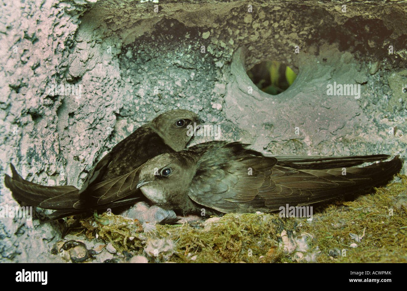 Eurasian swift (Apus apus), breeding couple with chicks in nest box ...