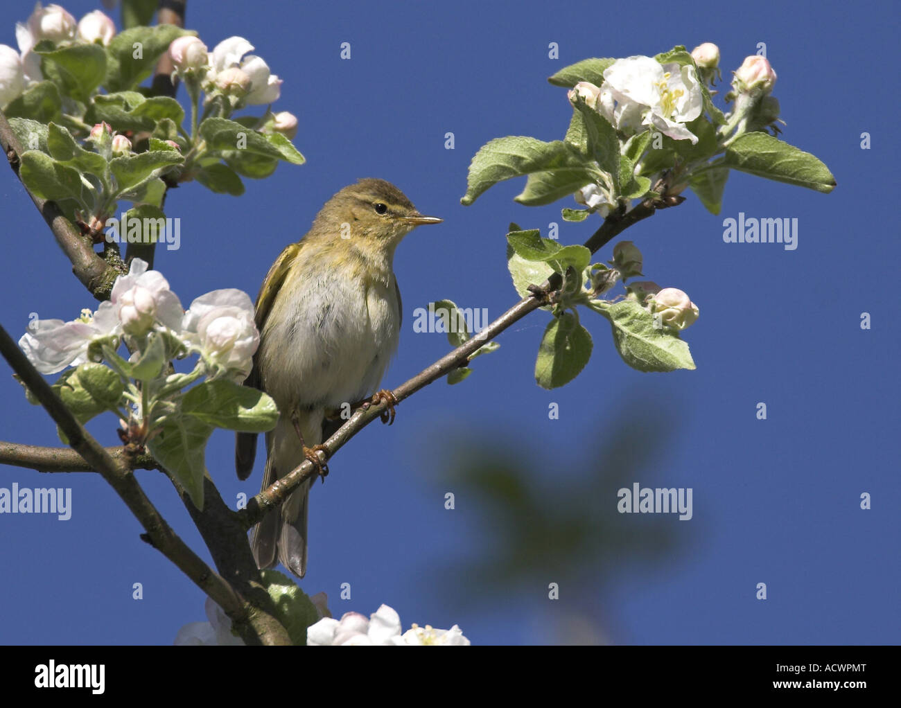 willow warbler (Phylloscopus trochilus), in flowering apple tree Stock ...