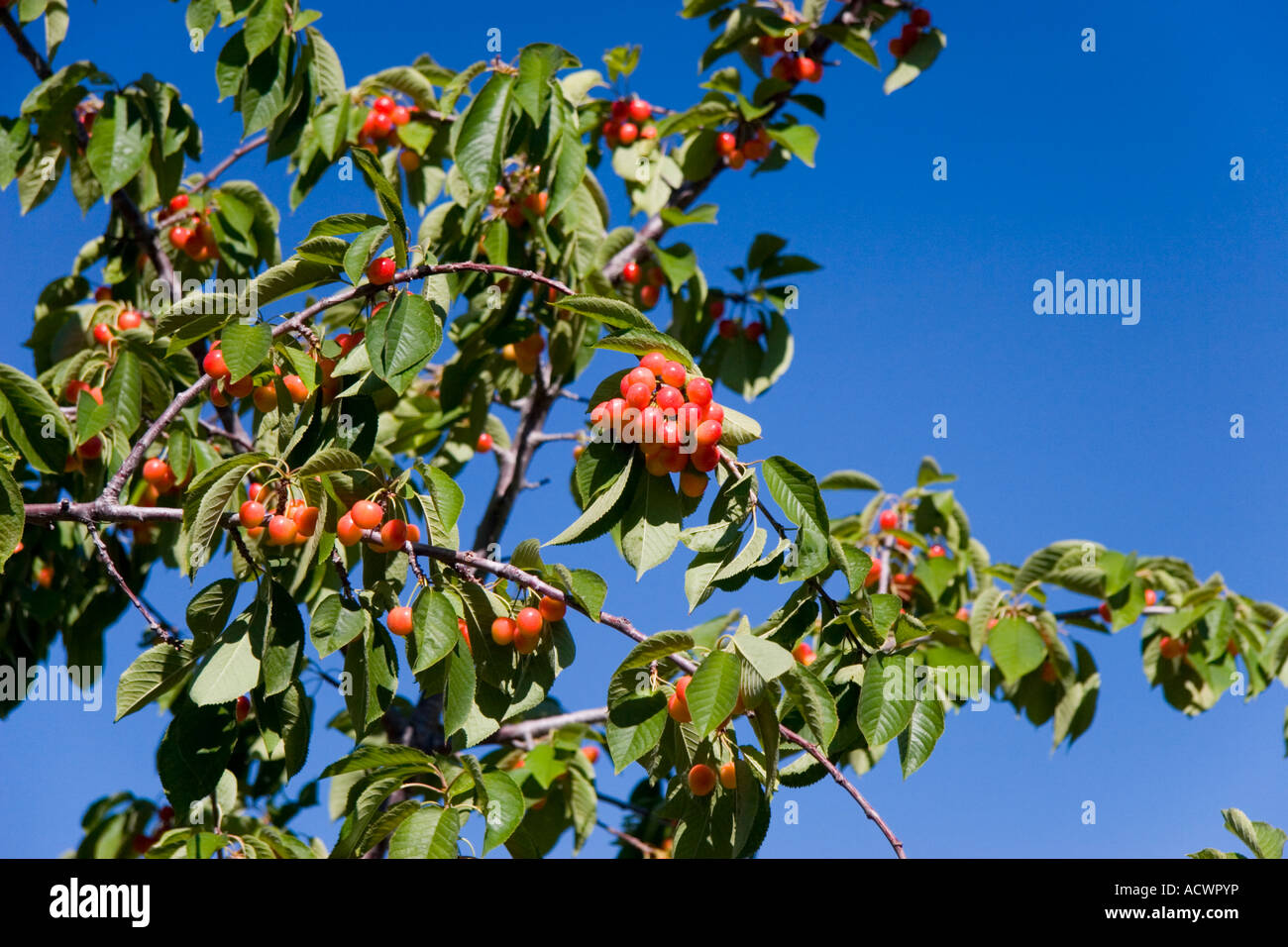 Michigan cherry tree hi-res stock photography and images - Alamy