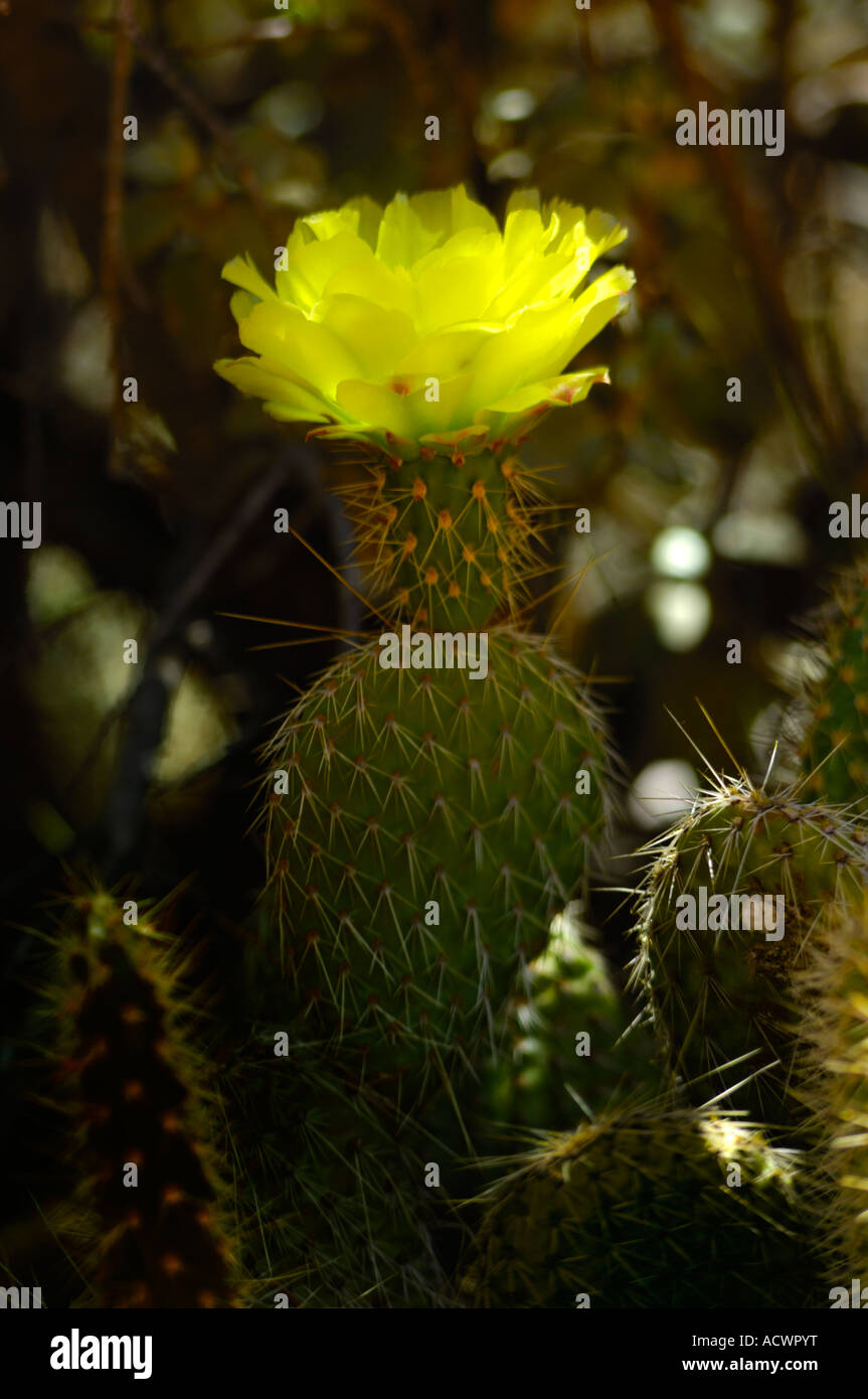 Cactus flower hi-res stock photography and images - Alamy