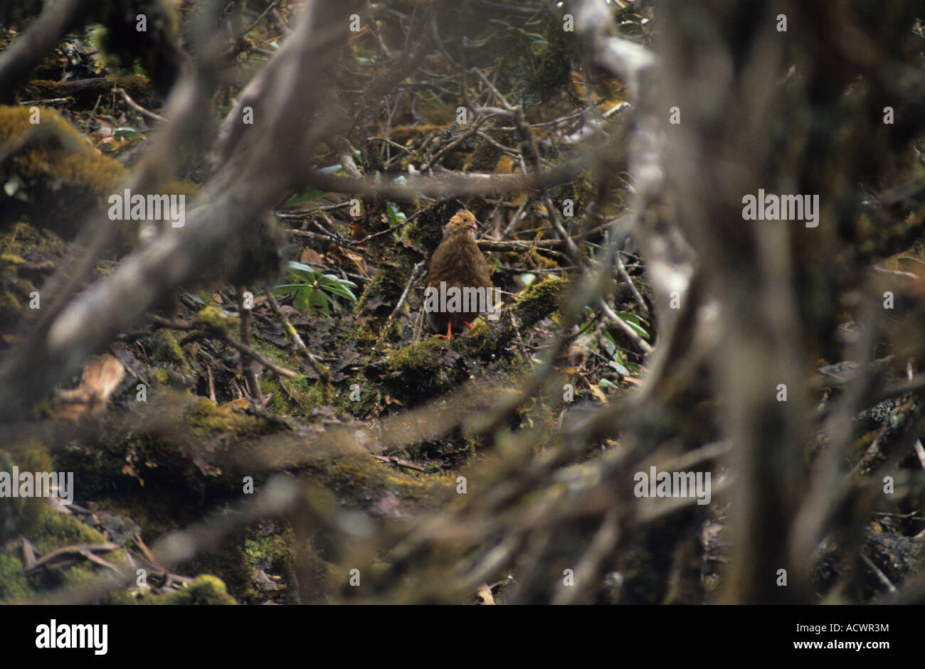 Blood Pheasant Ithaginis cruentus Hen in low willow rowan scrub ...
