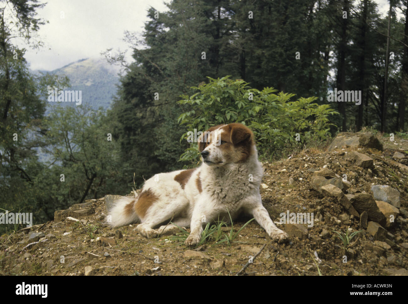 Domestic Dog Dog beside the road Noa La near Gante Gompa W Bhutan Stock ...