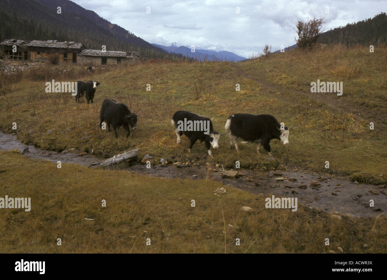 Yak Young Yaks possibly dzos which are yak bull x cow at Tumbatse in ...