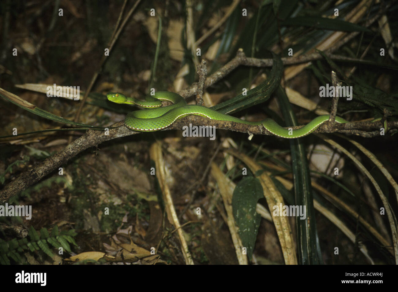 Pit Viper About 1m long on hillside above Ban Khoang Village Lao Cai ...