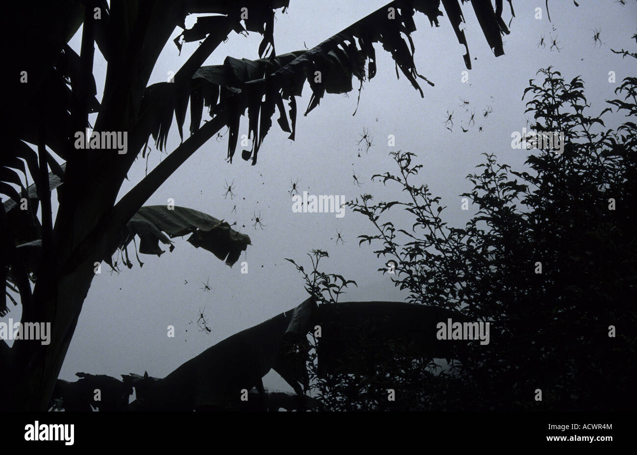 Spider Mass in webs on Banana Musa West of Mongar East Bhutan Stock ...