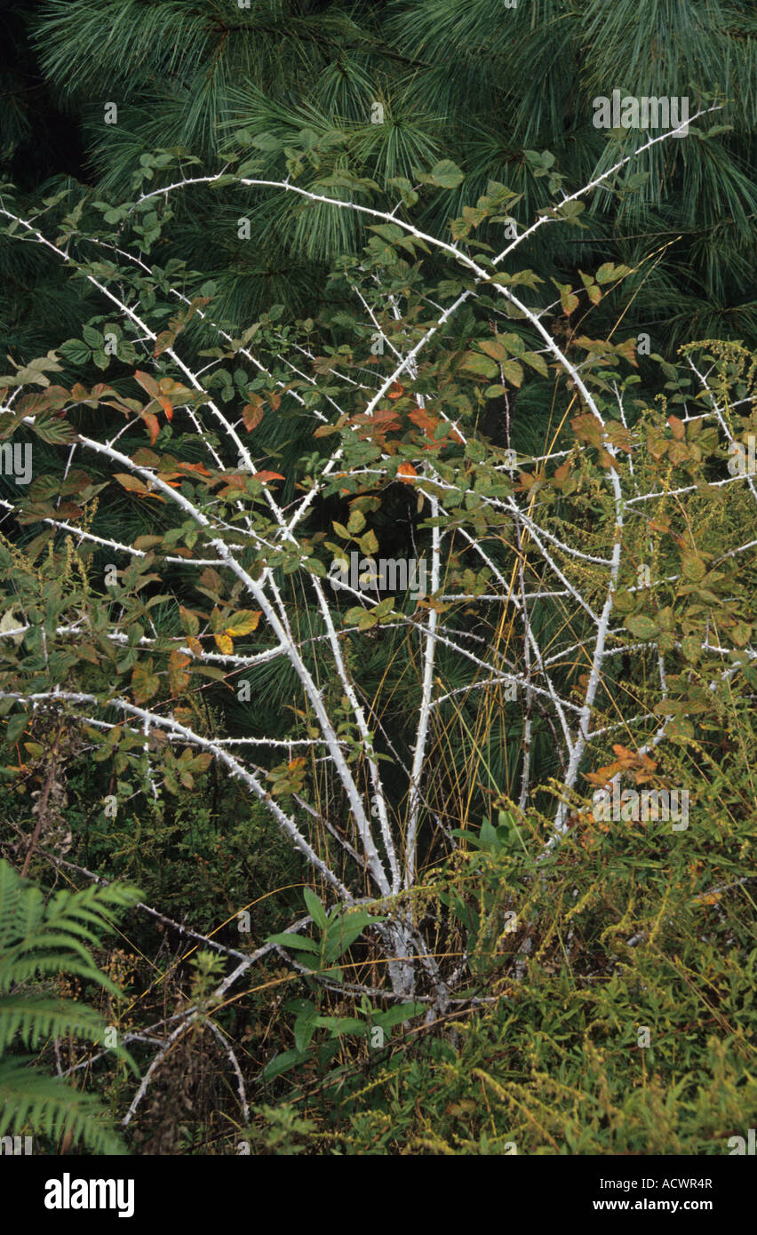 Rubus biflorus hi-res stock photography and images - Alamy