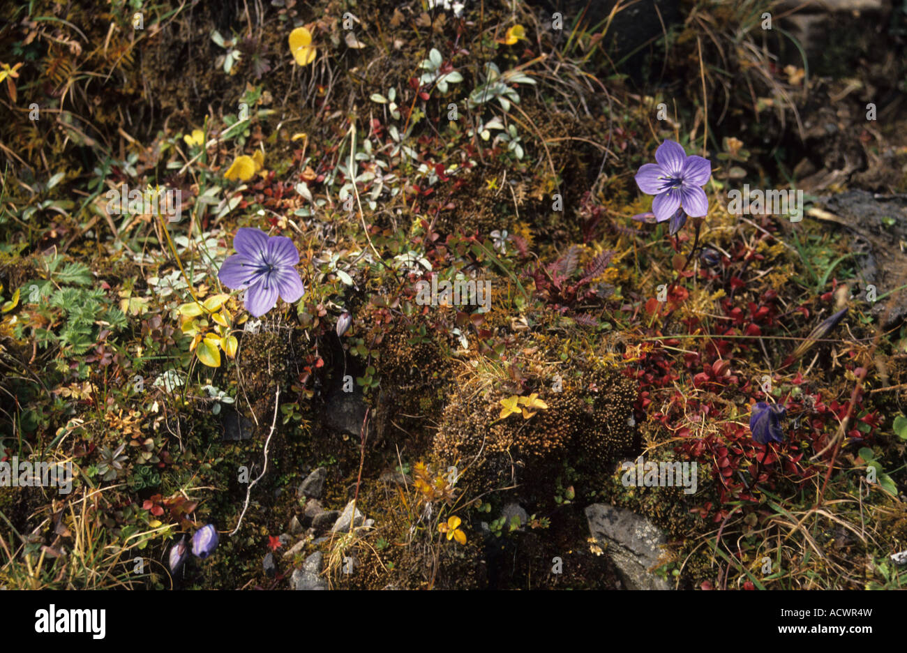Codonopsis Codonopsis sp flowering Meraktot Nyerchung La Tashigang ...
