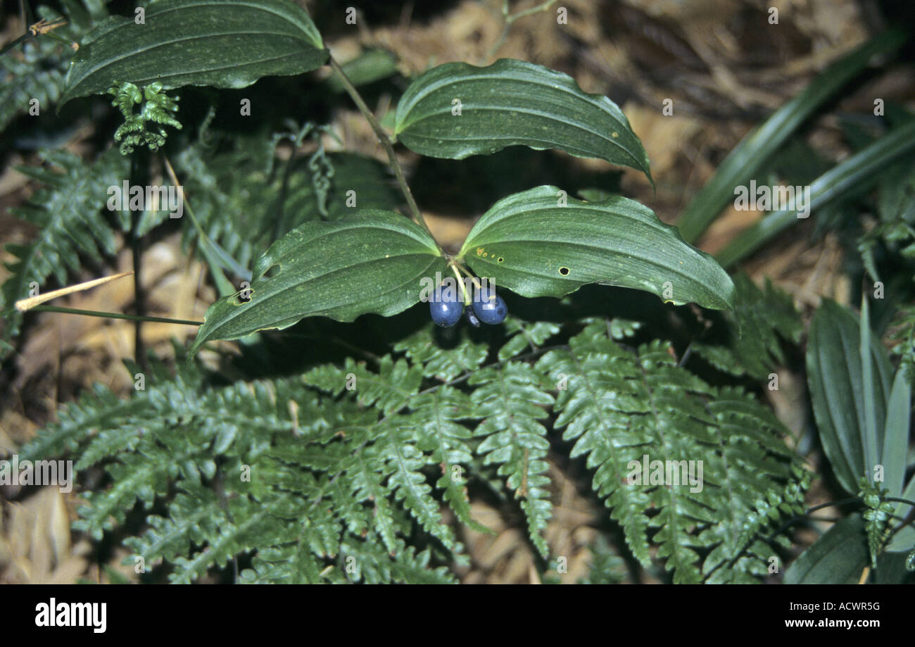 Disporums hi-res stock photography and images - Alamy