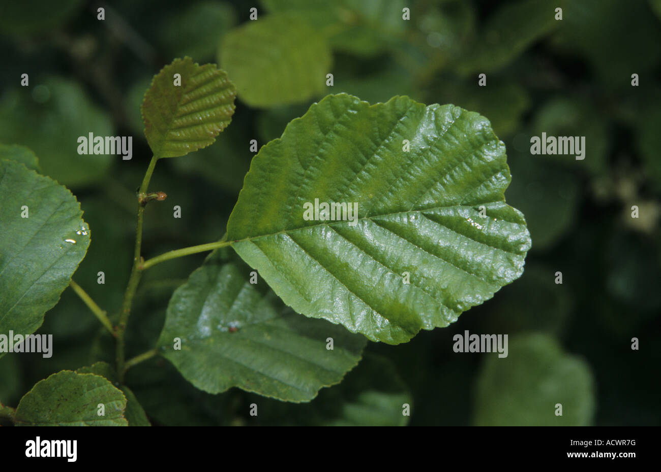 Common Alder Alnus glutinosa Leaf Upper Stock Photo - Alamy