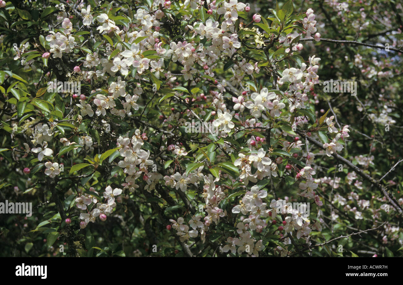 Himalayan Crab Apple Malus baccata himalaica in flower below Jele La ...