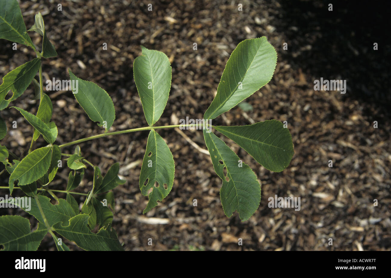 Bitternut Hickory Carya cordiformis leaf Stock Photo - Alamy