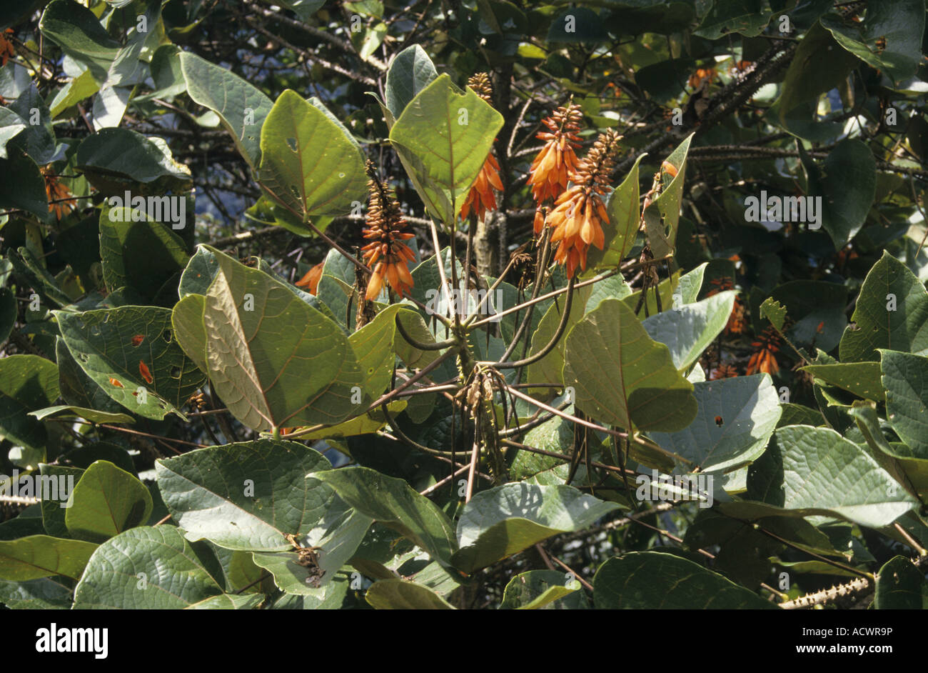Coral Tree Erythrina indica in flower near Gedu Southwest Bhutan Stock ...