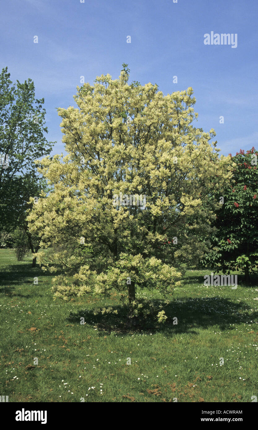 Beakleaf Chinese Ash Fraxinus chinensis rhyncophylla habit in flower ...
