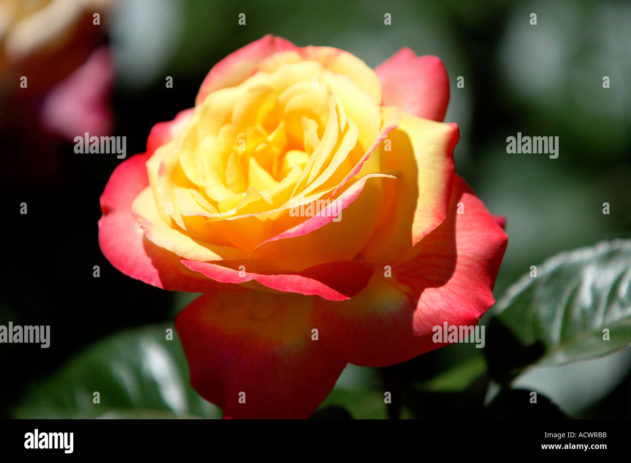 flower rose blossom summer garden flower garden floriculture bloom be ...