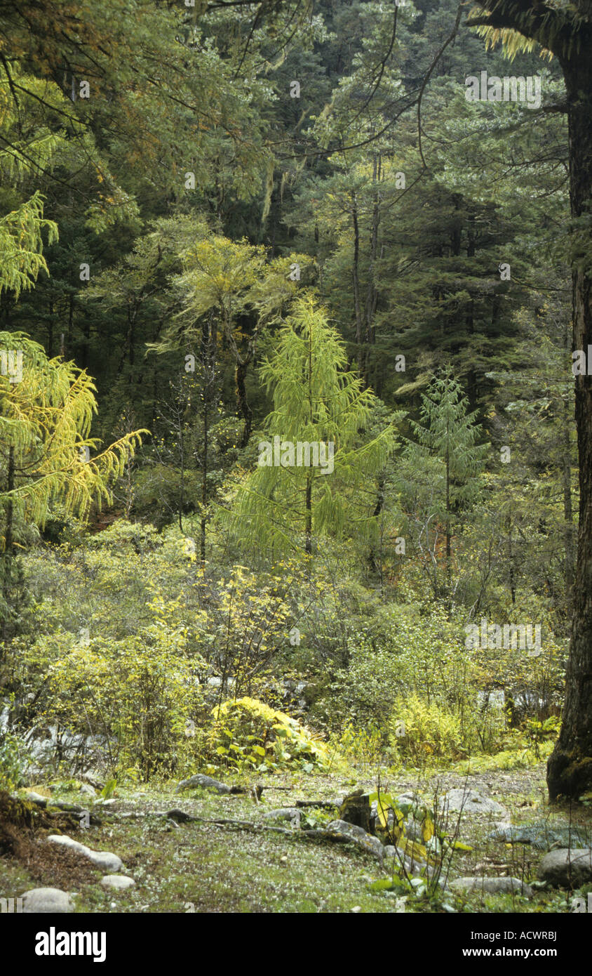 Sikkim Larch Larix griffithiana growing in mixed forest clearing Paro ...