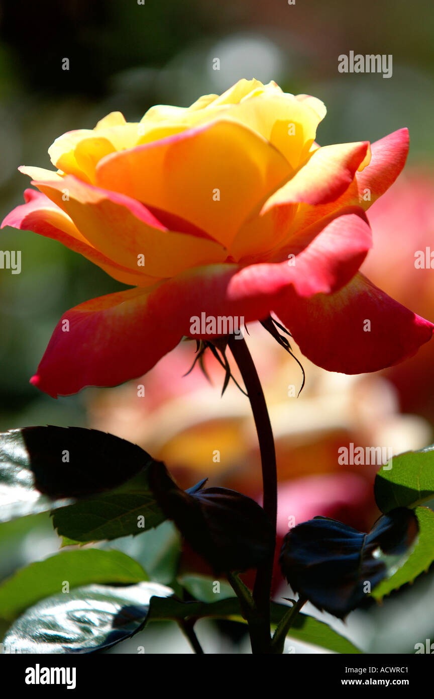 flower rose blossom summer garden flower garden floriculture bloom be ...