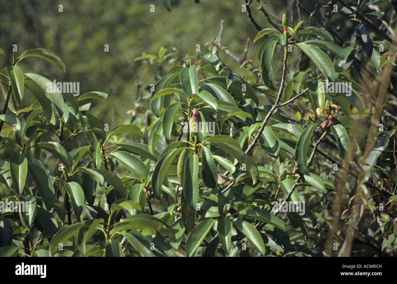 Tonkin flower hi-res stock photography and images - Alamy