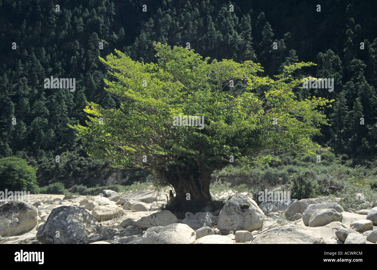 Pollarded mulberry trees hi-res stock photography and images - Alamy
