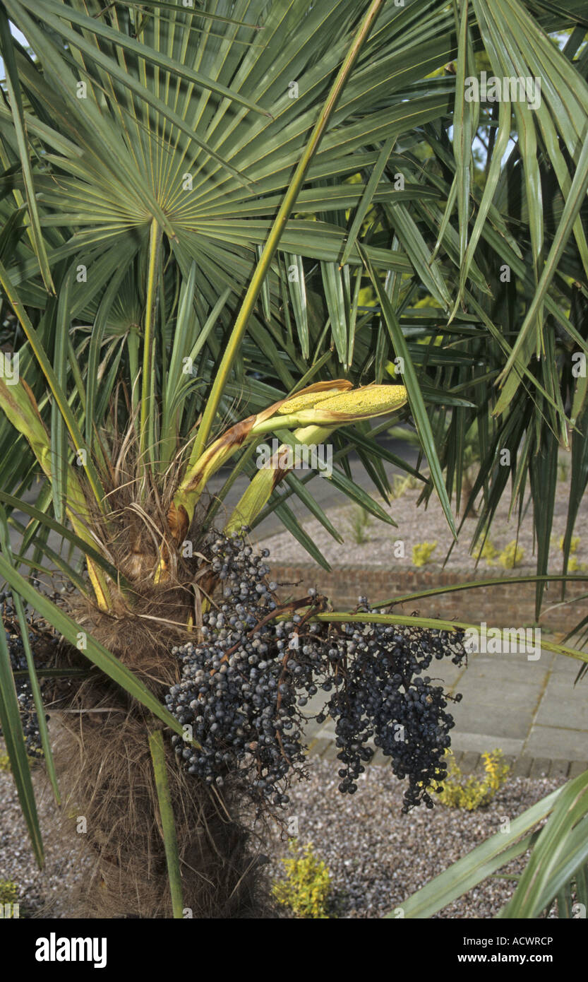 Chusan Palm Trachycarpus fortunei fruit and flower Stock Photo - Alamy