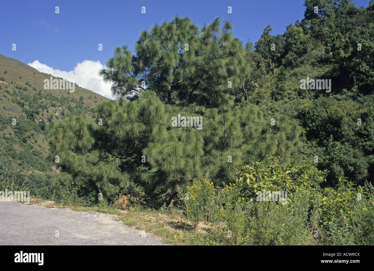 Longleaf Pine Pinus roxburghii habit near Wandi Phodrang Western Bhutan ...