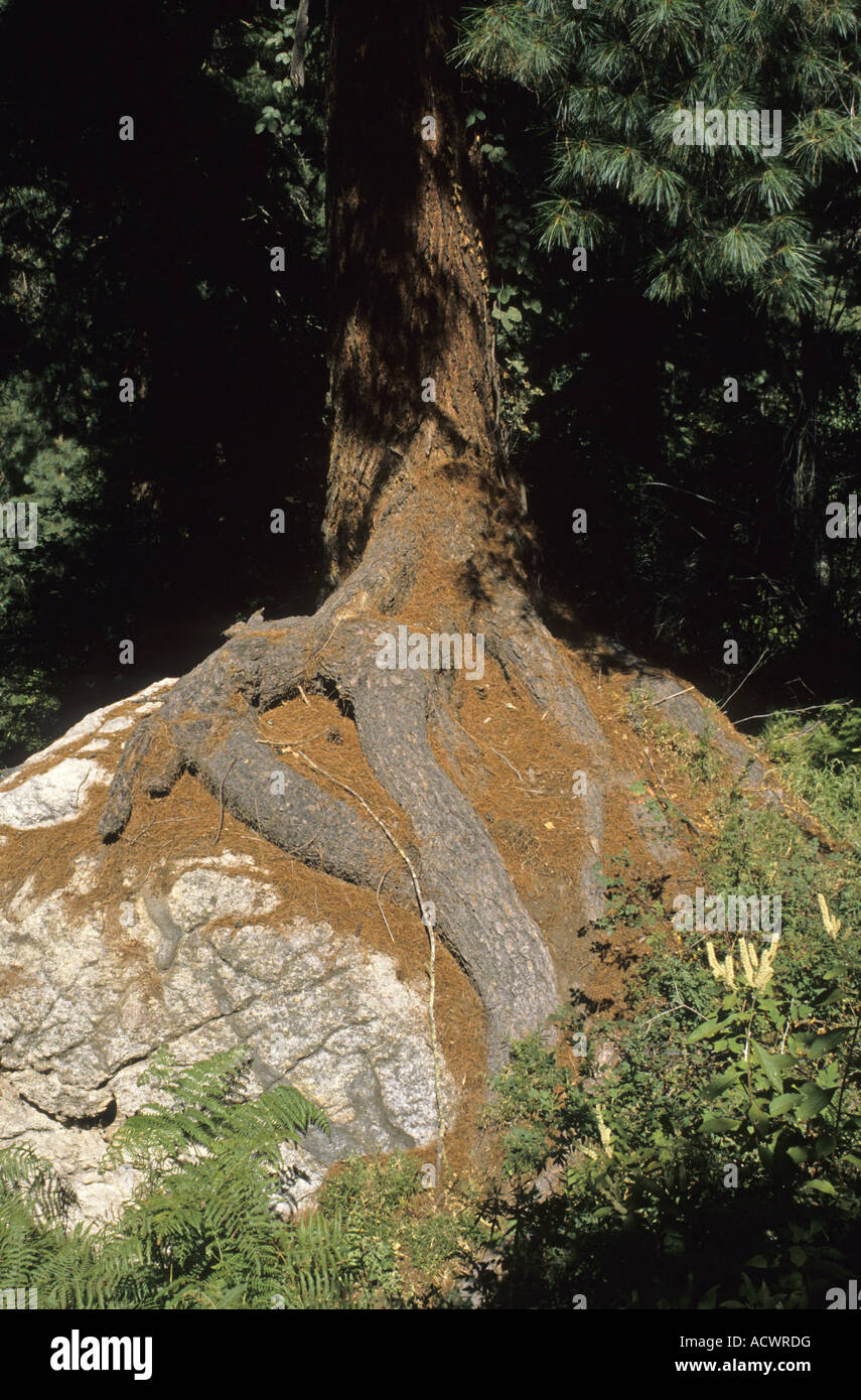 Blue Pine Pinus wallichiana growing on rock exposed roots East of ...