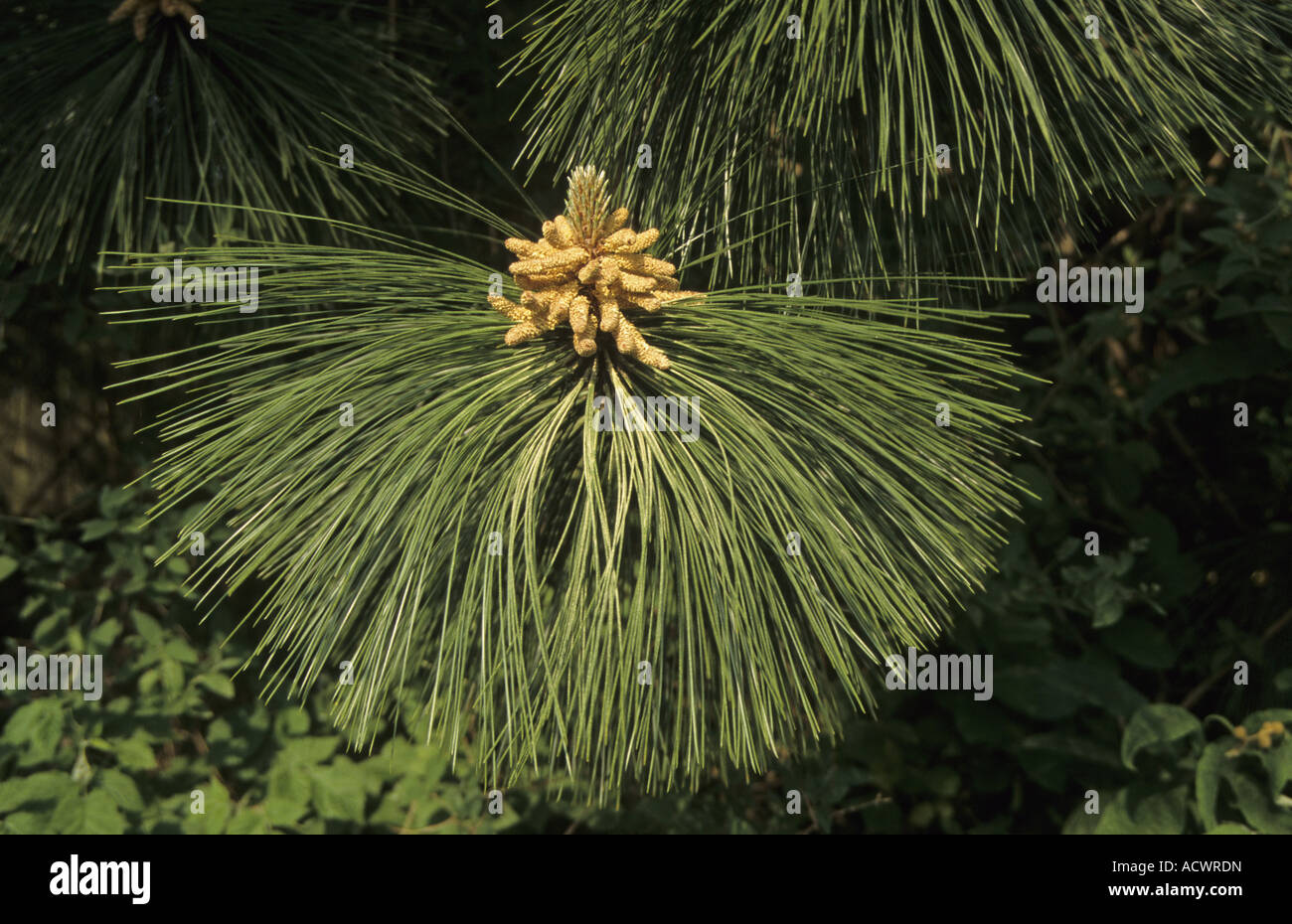 Montezuma pine tree hi-res stock photography and images - Alamy
