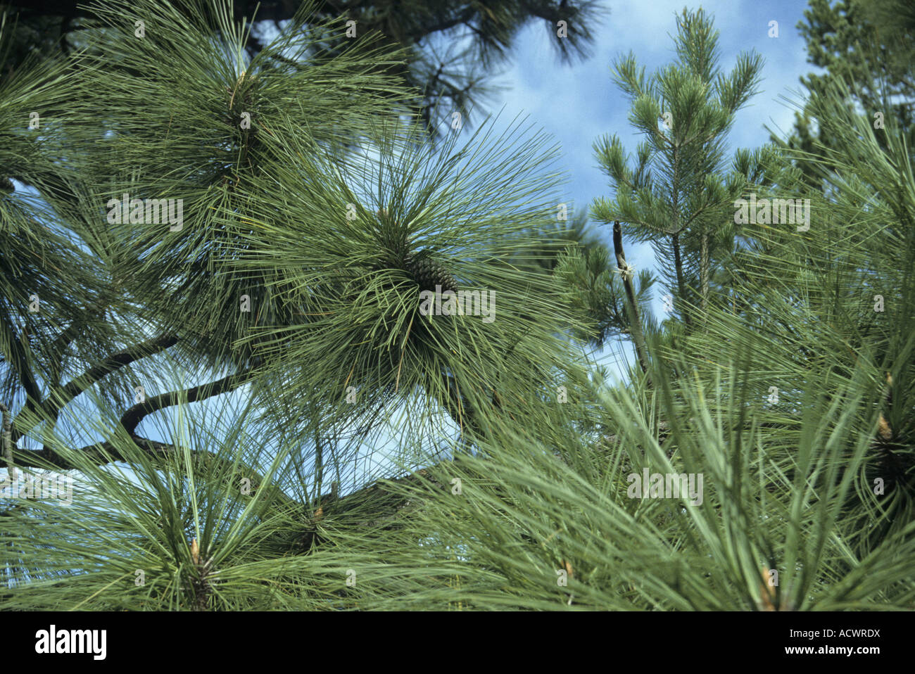 Apulco Pine Pinus apulcensis in fruit and foliage Northeast of Galeana ...