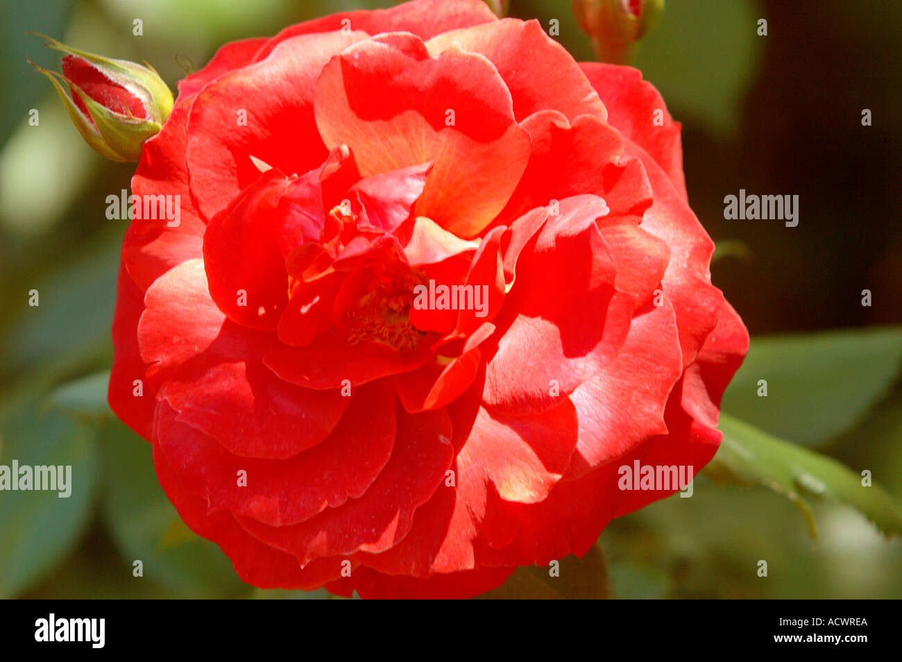 flower rose blossom summer garden flower garden floriculture bloom be ...