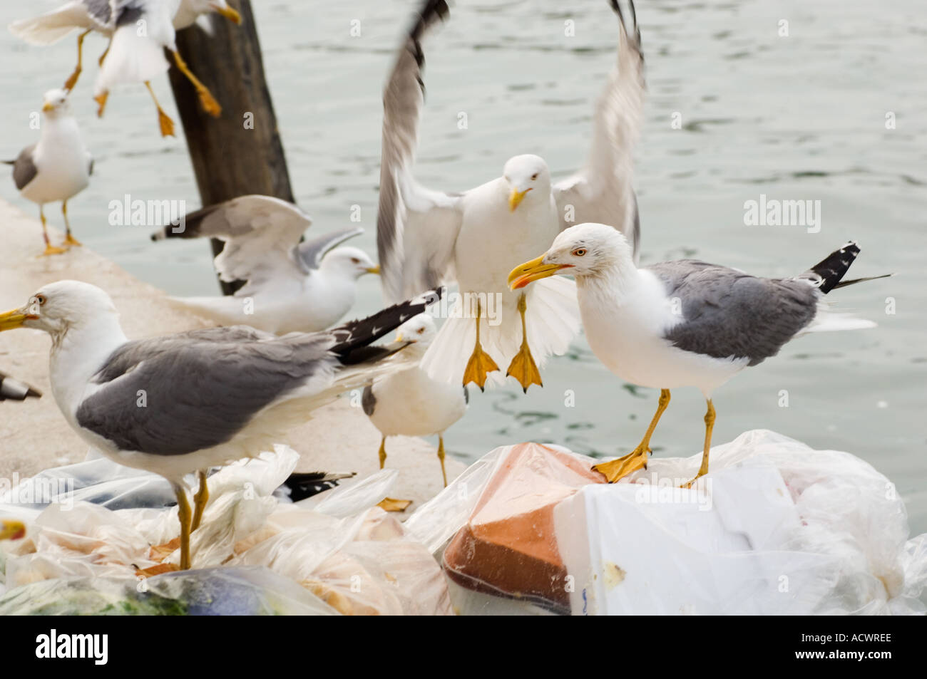 Birds eating garbage hi-res stock photography and images - Alamy