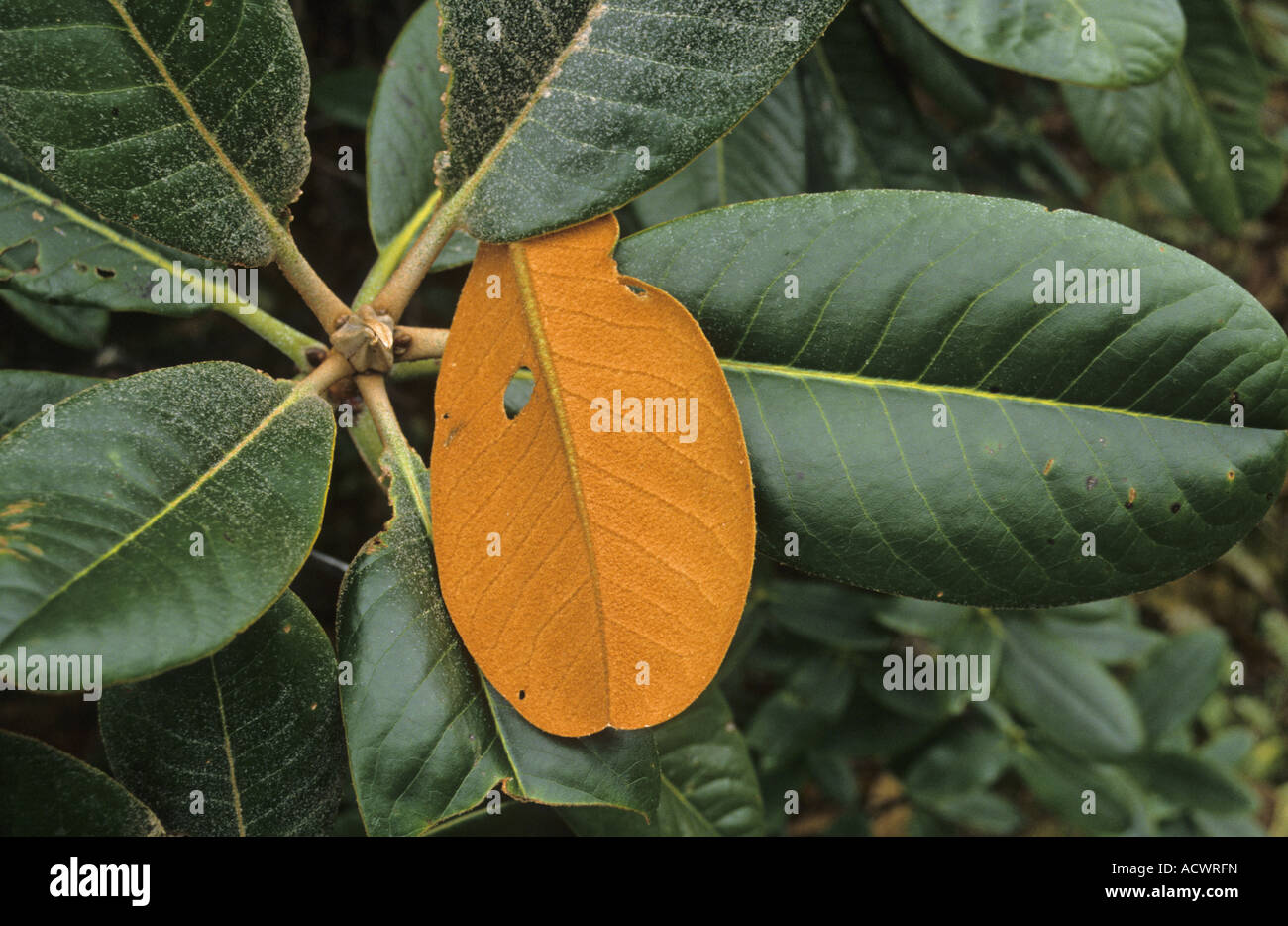 Rhododendron Rhododendron hodgsonii leaf indumentum Rudong La Eastern ...