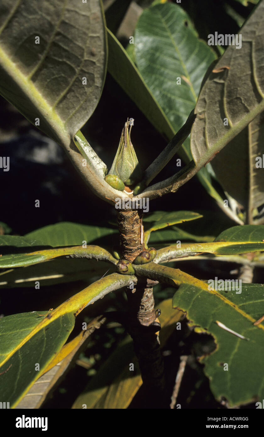 Rhododendron Rhododendron kesangiae x falconeri bud detail Sengor ...