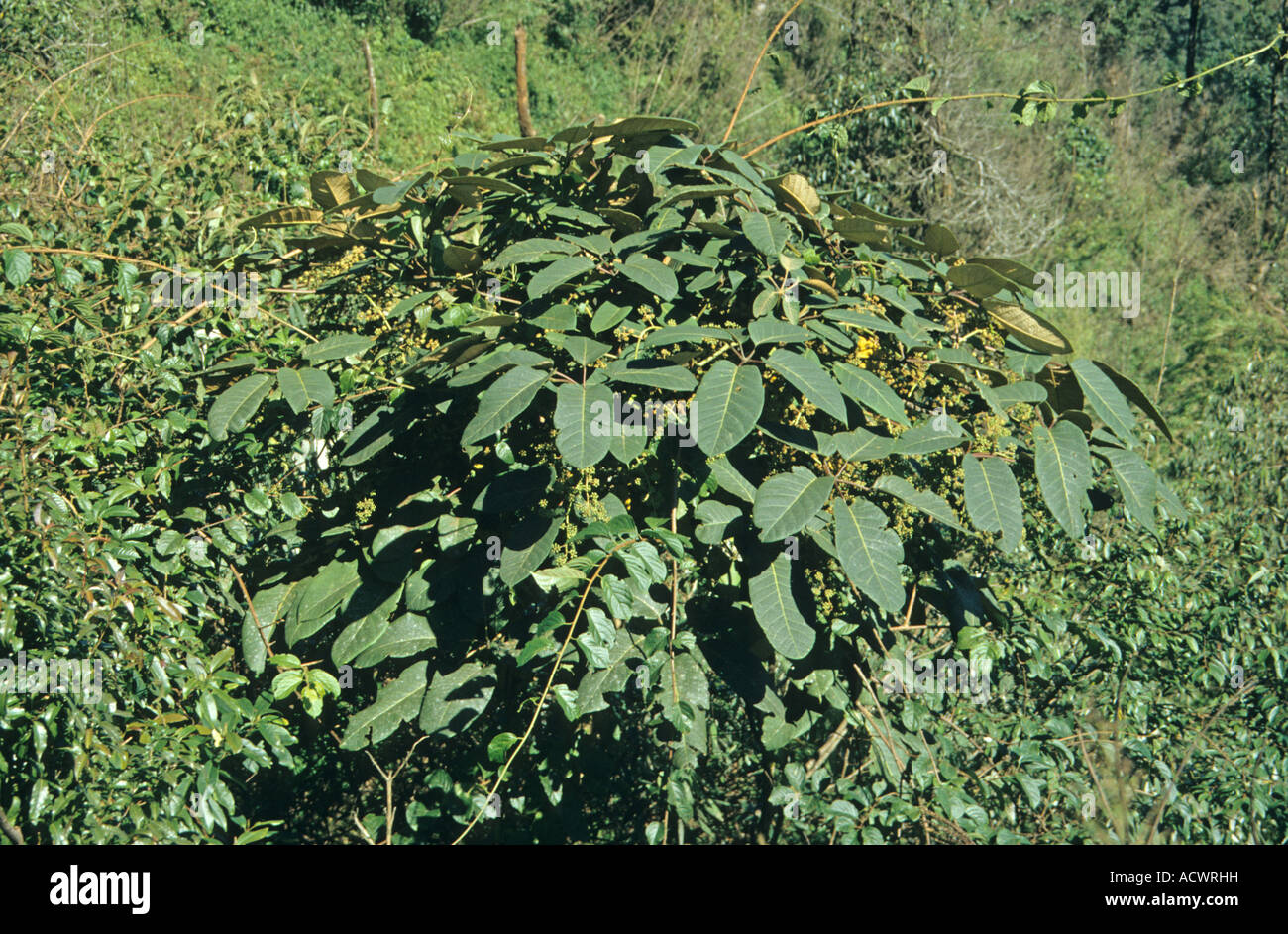 Schefflera sp hi-res stock photography and images - Alamy