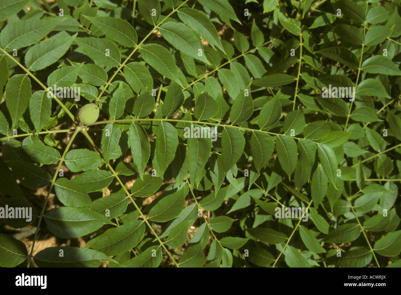Black Walnut Juglans nigra Leaf fruit FL008505 Stock Photo - Alamy