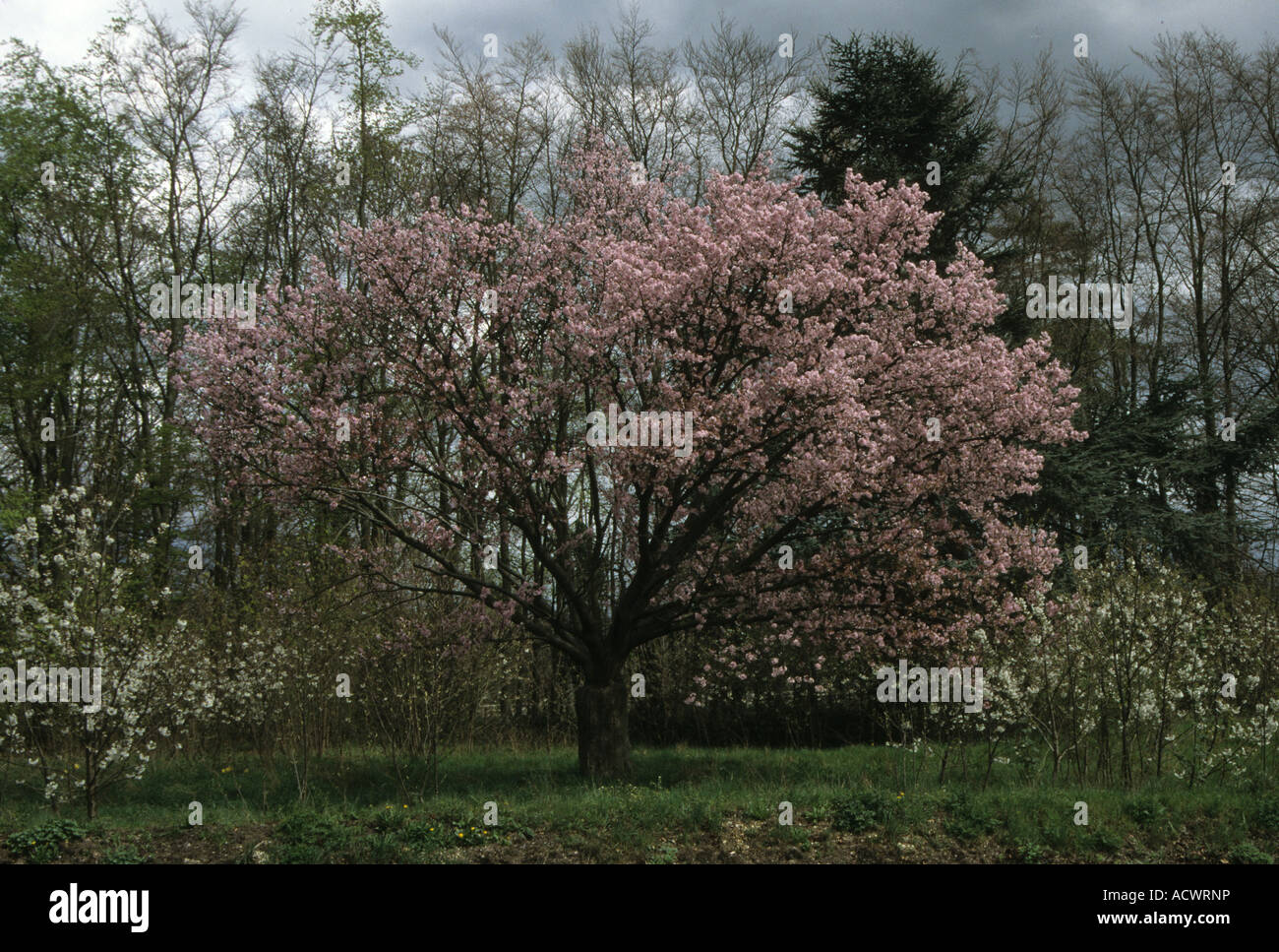 Sargent cherry tree hi-res stock photography and images - Alamy