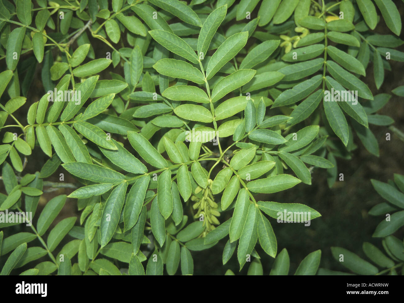 Wing_nuts hi-res stock photography and images - Alamy