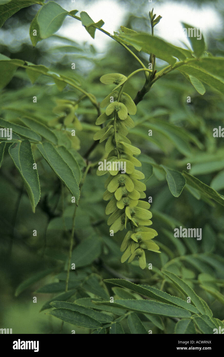 Wingnut hi-res stock photography and images - Alamy