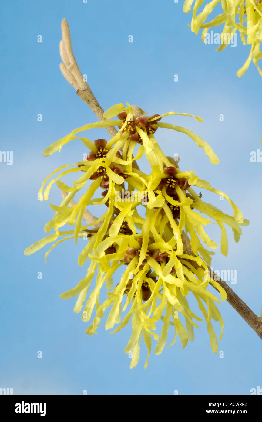 Blossoms promise hi-res stock photography and images - Alamy