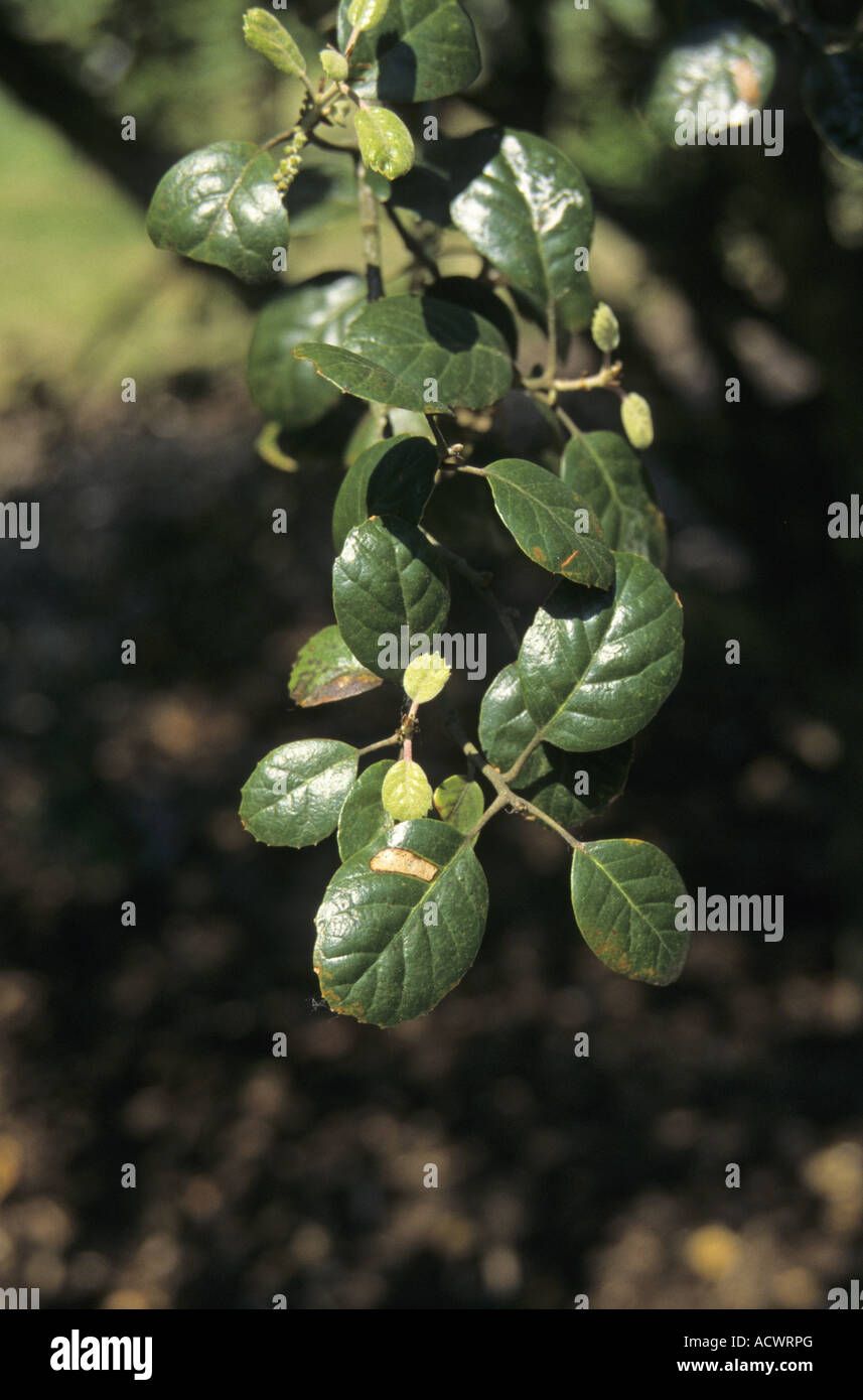 Cyprus oak hi-res stock photography and images - Alamy