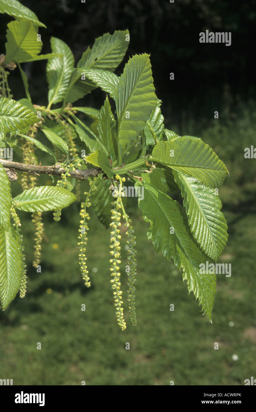 Armenian oak quercus pontica hi-res stock photography and images - Alamy