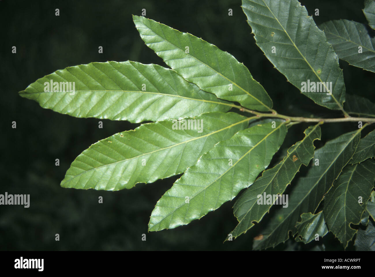 Chinese Cork Oak Quercus variabilis leaf Stock Photo - Alamy
