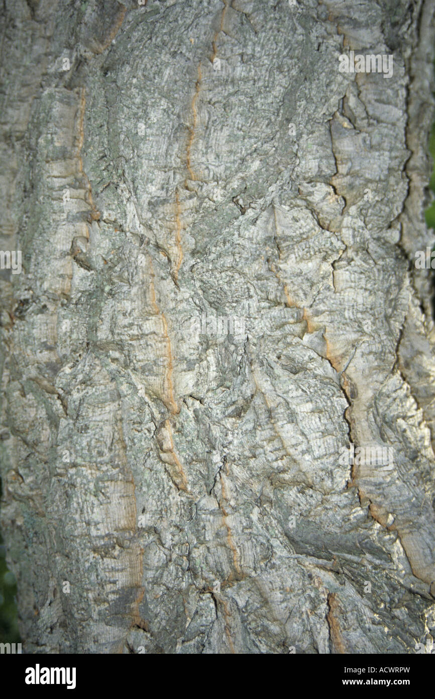 Chinese Cork Oak Quercus variabilis close up of bark Stock Photo - Alamy