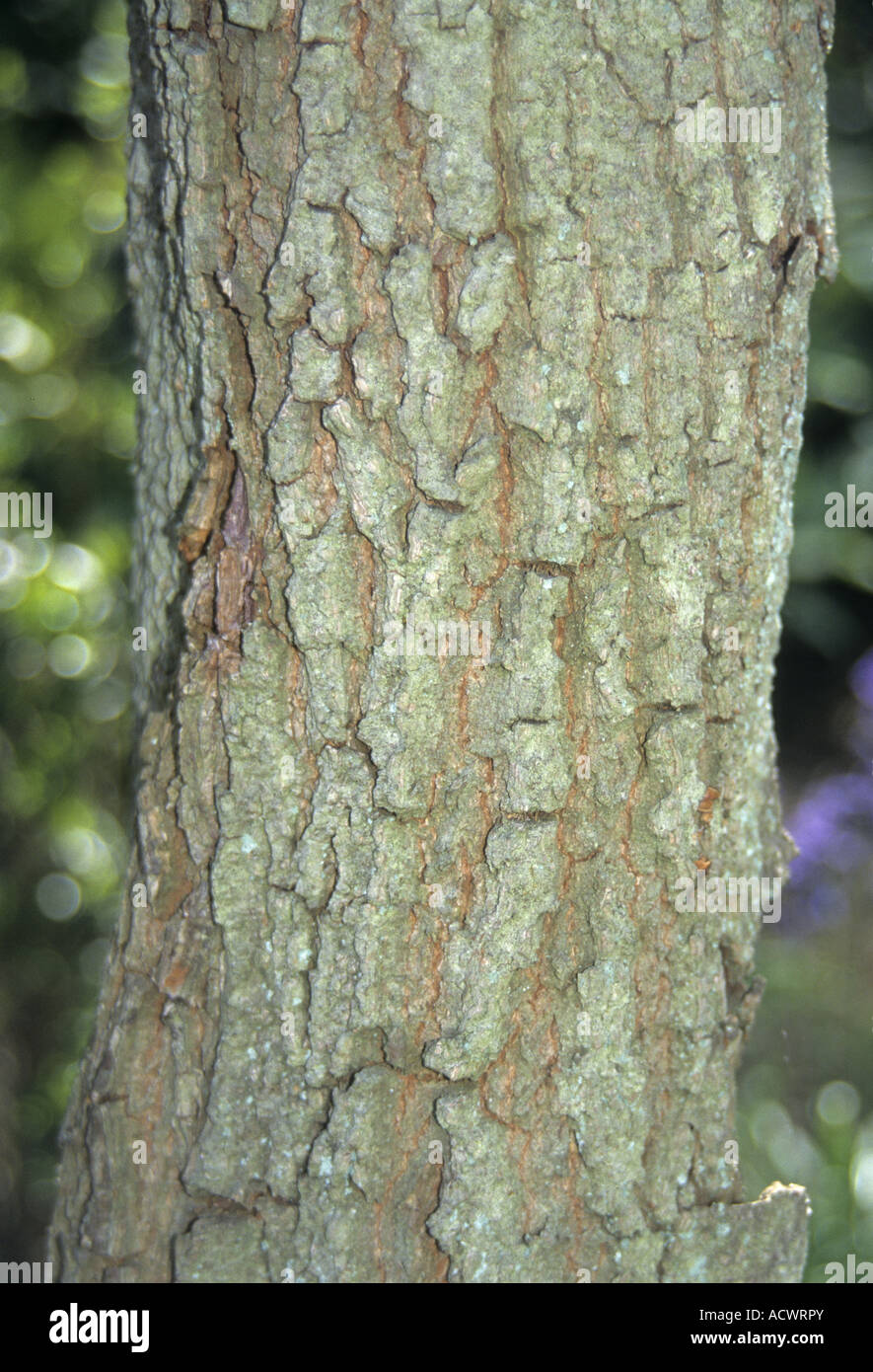 Red Pepo Tree Rehderodendron macrocarpum close up of bark Stock Photo ...