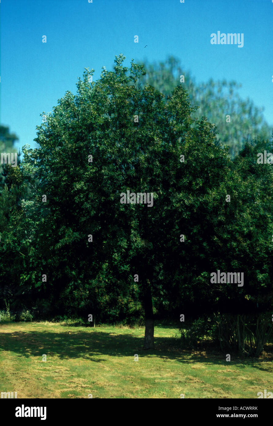 Bay Willow Salix pentandra Habit whole tree S Stock Photo - Alamy