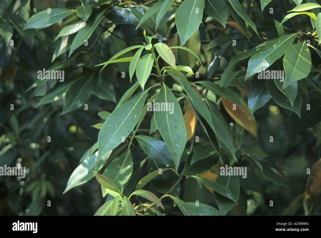 Schima Schima argentea leaf Stock Photo - Alamy