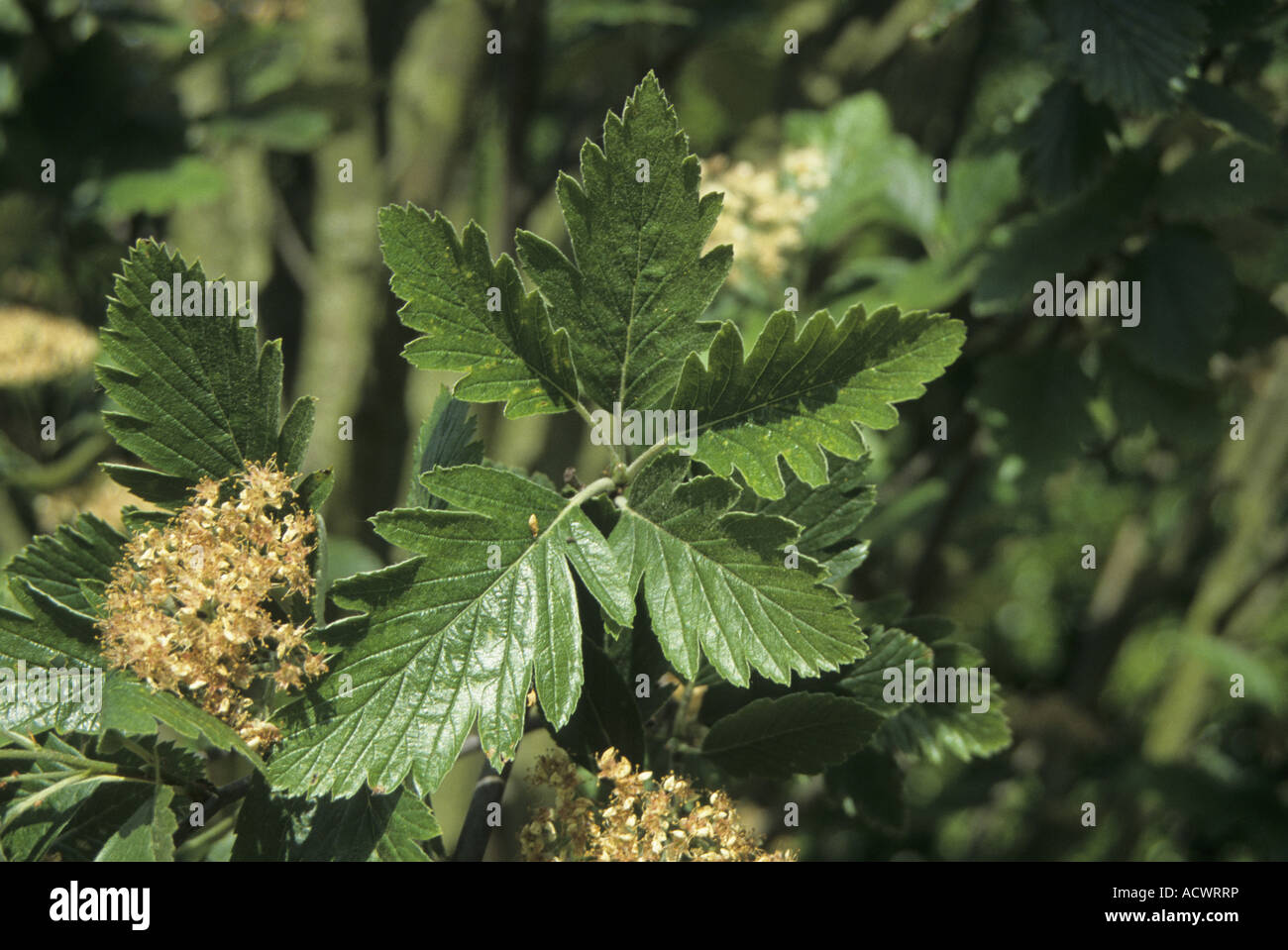 Arran Whitebeam Sorbus arranensis leaf and flower Stock Photo - Alamy