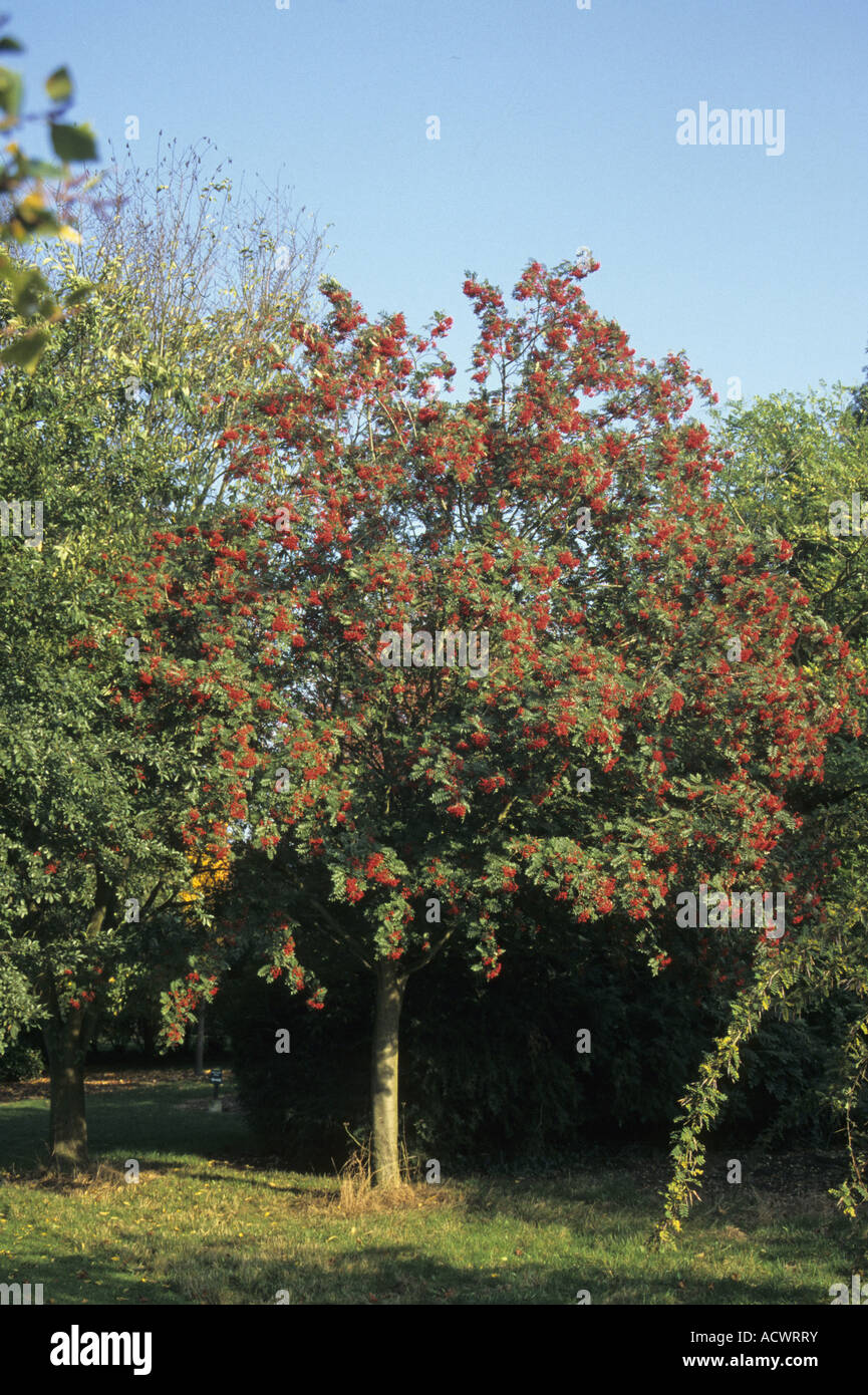 Japanese Rowan Sorbus commixta habit whole tree in fruit Stock Photo ...