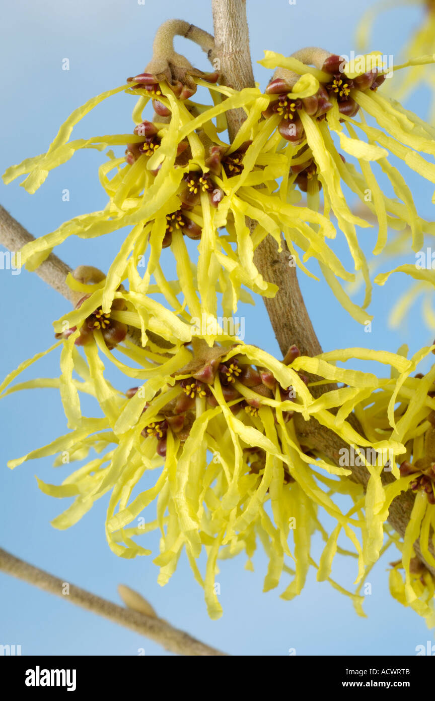 Hamamelis Stock Photo - Alamy