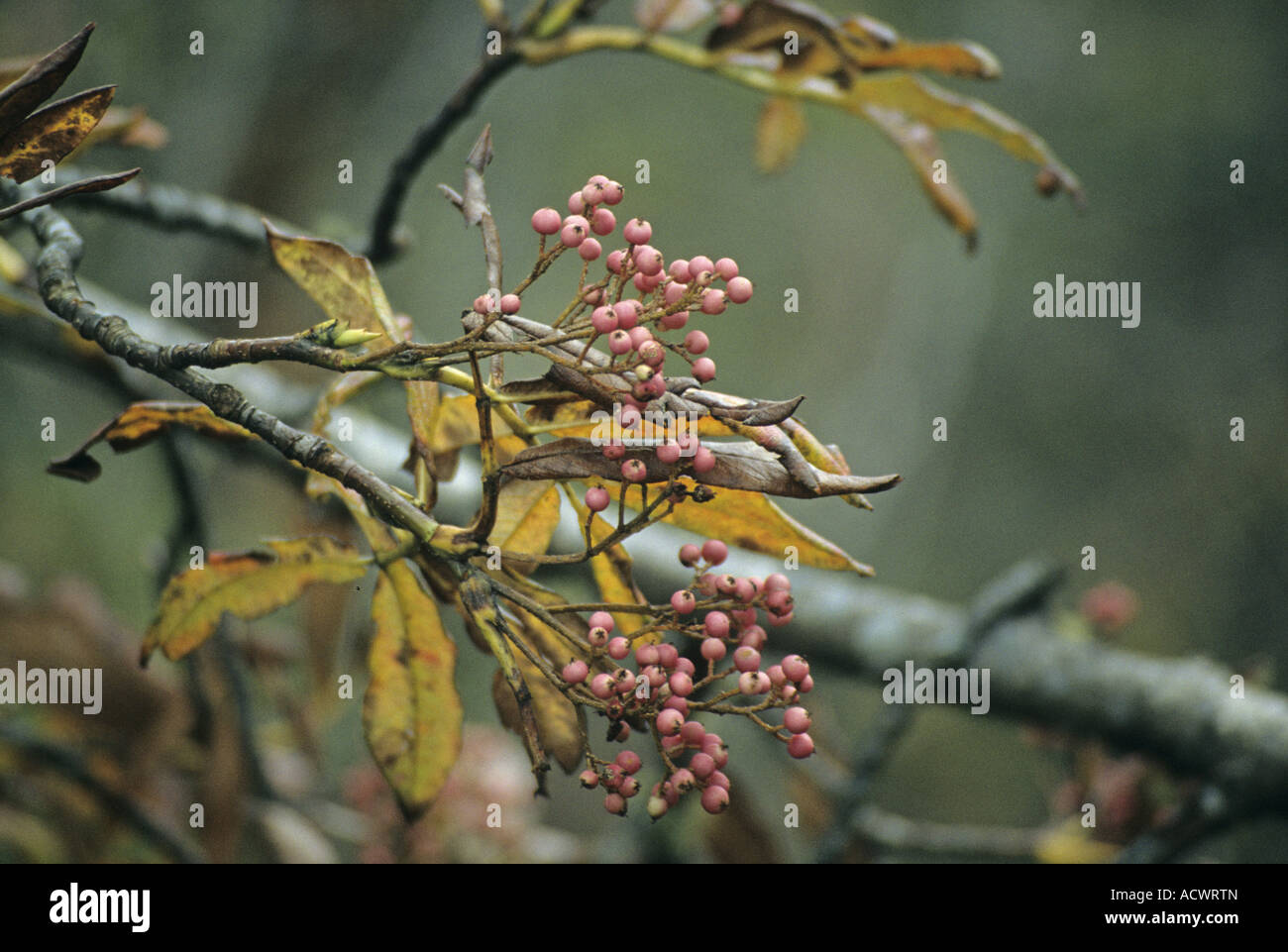 Harrow Rowan Sorbus harrowiana fruit Stock Photo - Alamy